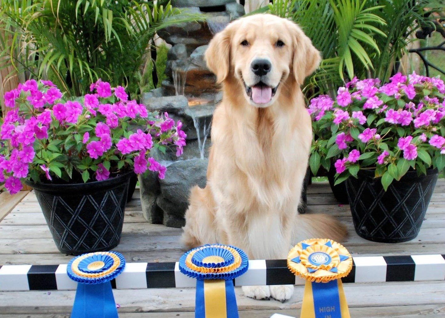 Obedience Classes | Ann Braue's Canine Training Center